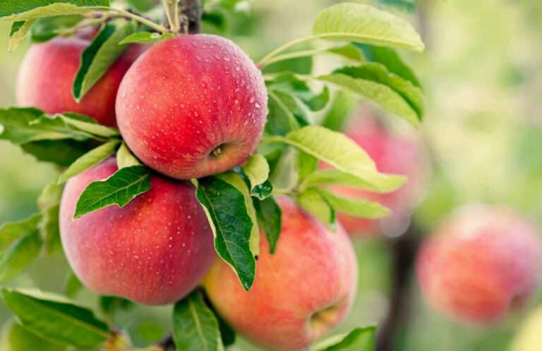 Fruit Trees for Utah Gardens | J&J Garden Center
