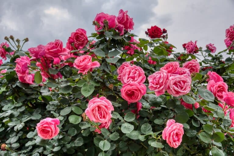 Rose Trees in Layton, Utah | J&J Garden Center