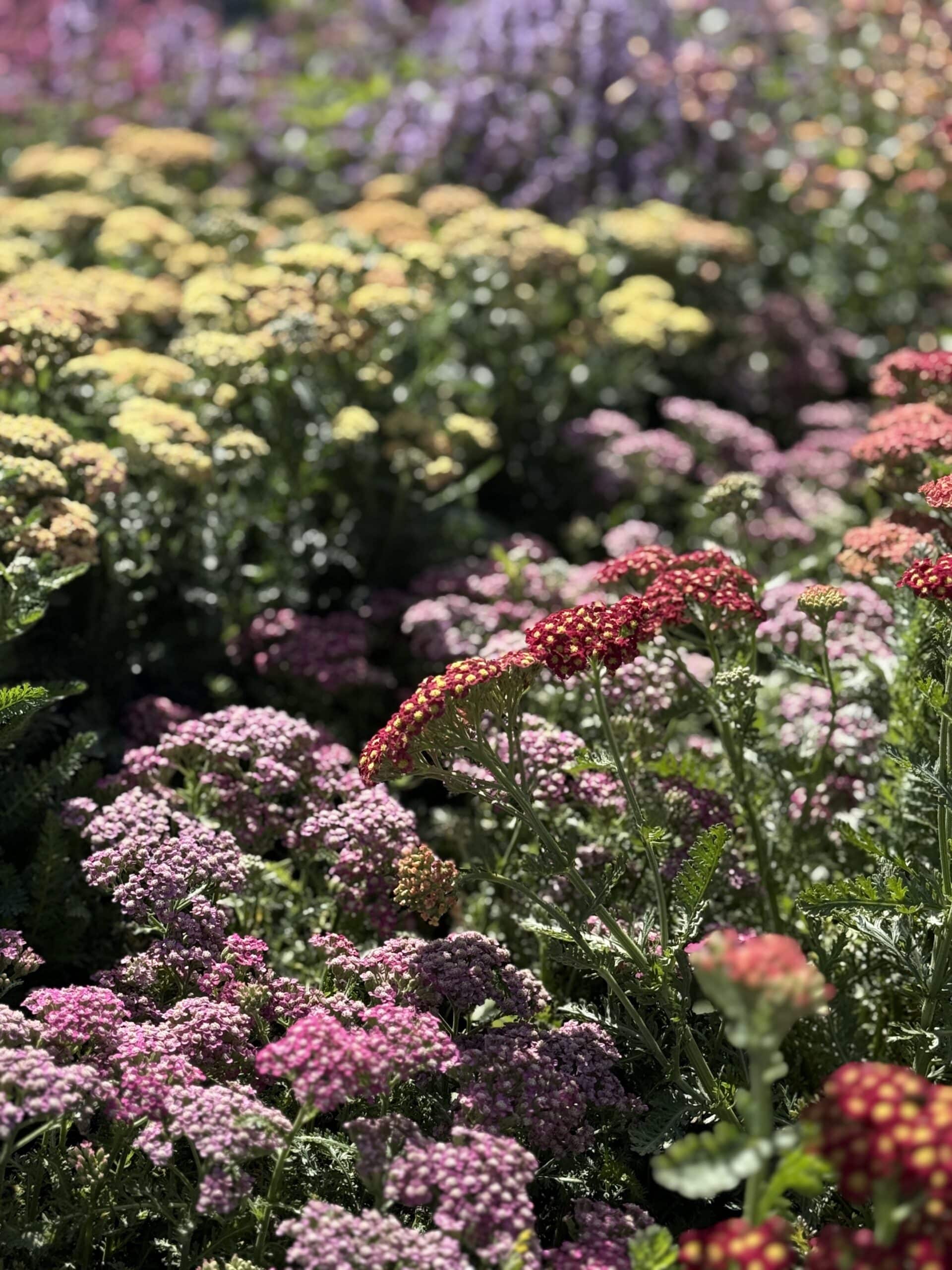 Outside Perennials – J&J Garden Center
