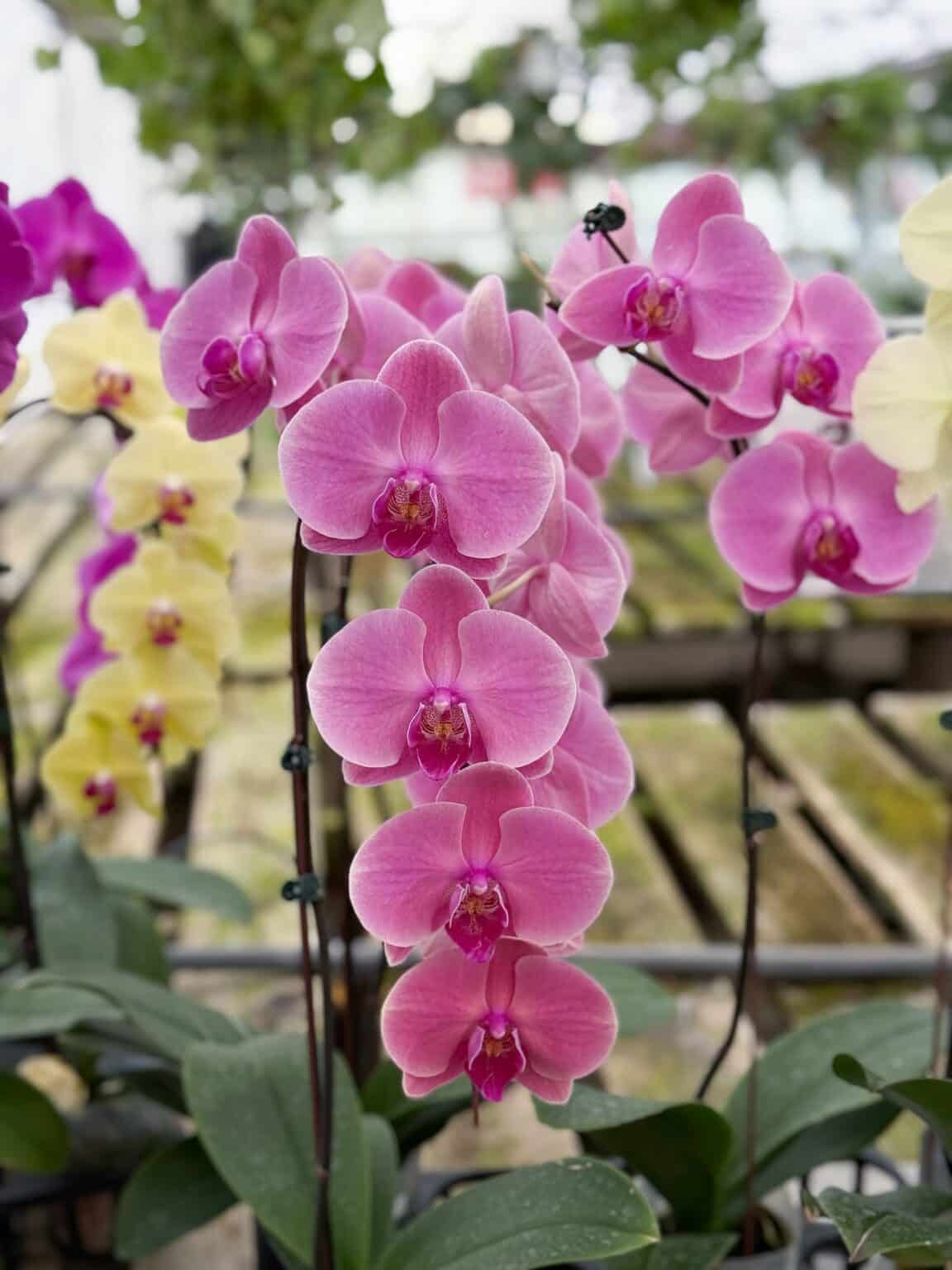 Plant Nursery & Garden Shop in Layton, UT | J&J Nursery